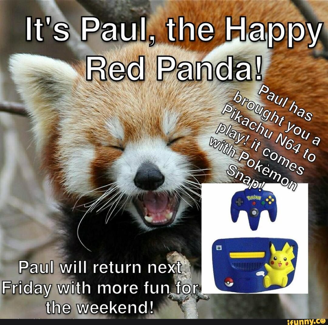 Funny Red Panda Meme