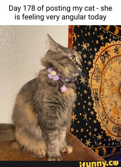 Angular memes. Best Collection of funny Angular pictures on iFunny