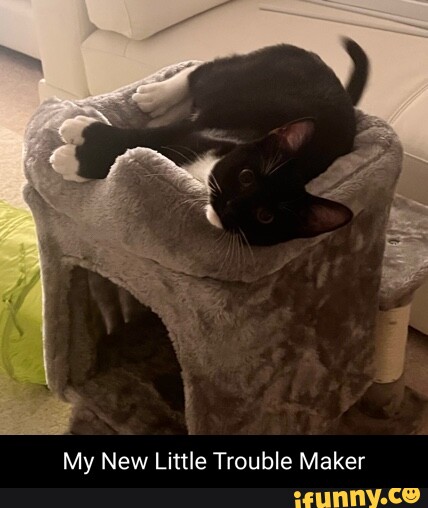 Troublemaker memes. Best Collection of funny Troublemaker pictures on ...