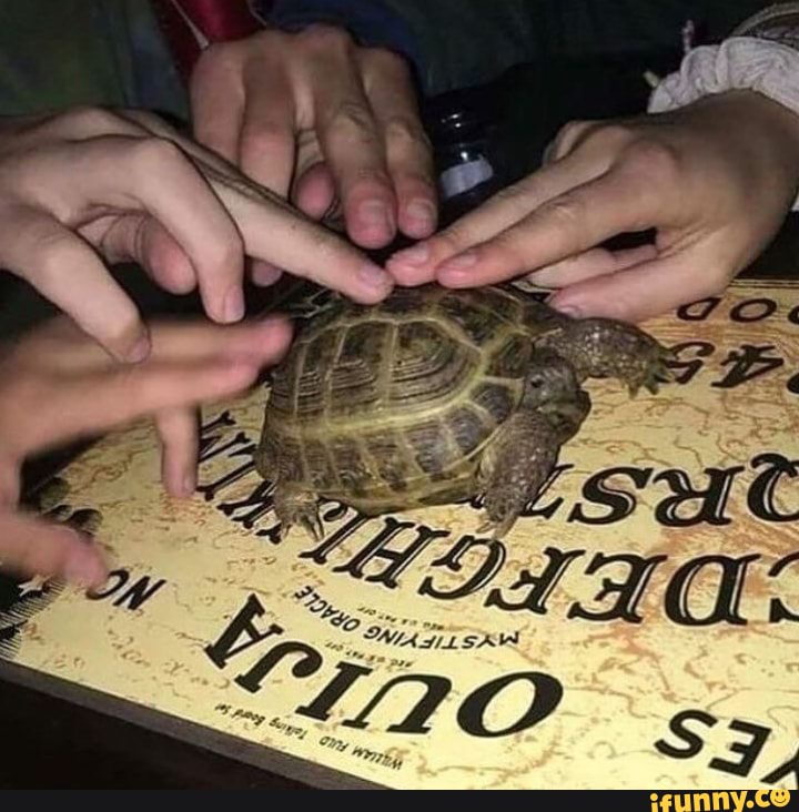 Cursed_turtle memes. Best Collection of funny Cursed_turtle pictures on iFunny