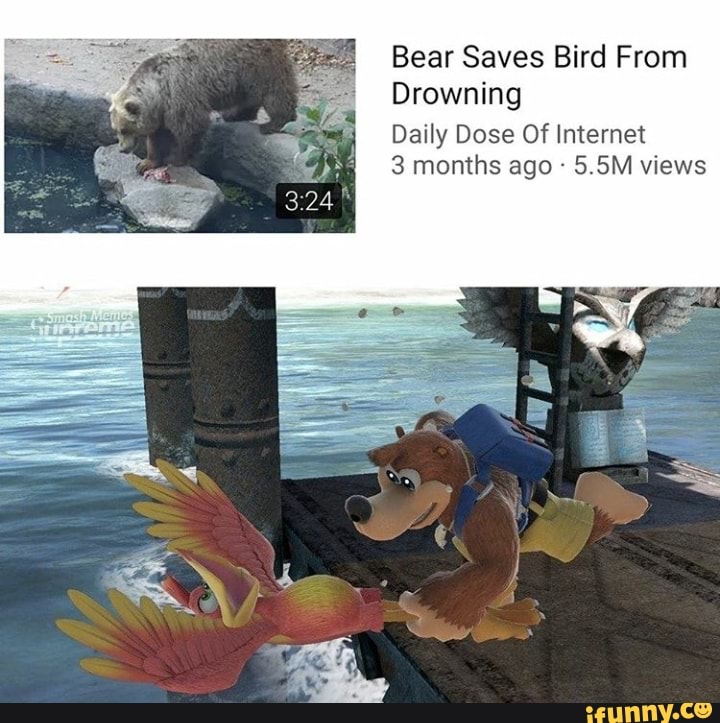 Bear Saves Bird From Drowning Daily Dose Of Internet 3 months ago - 5 ...