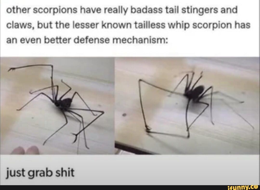 Other scorpions have really badass tail stingers and claws, but the ...