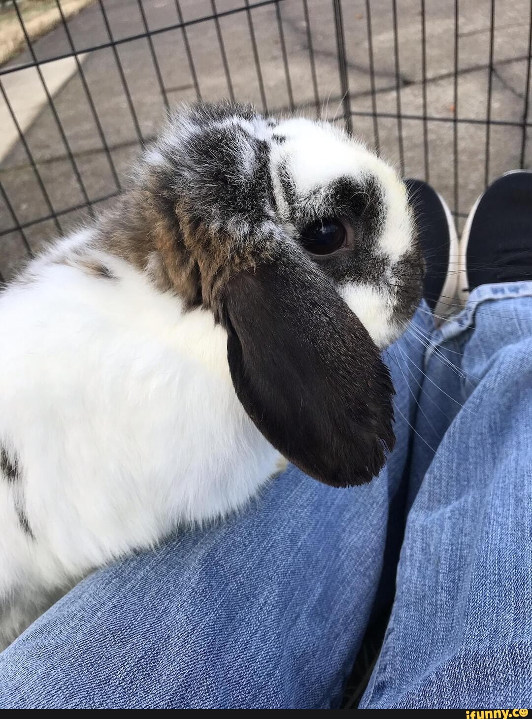 Mr Leaf, our pet Holland lop. Cutest and bestest lil’ bun bun ever ...