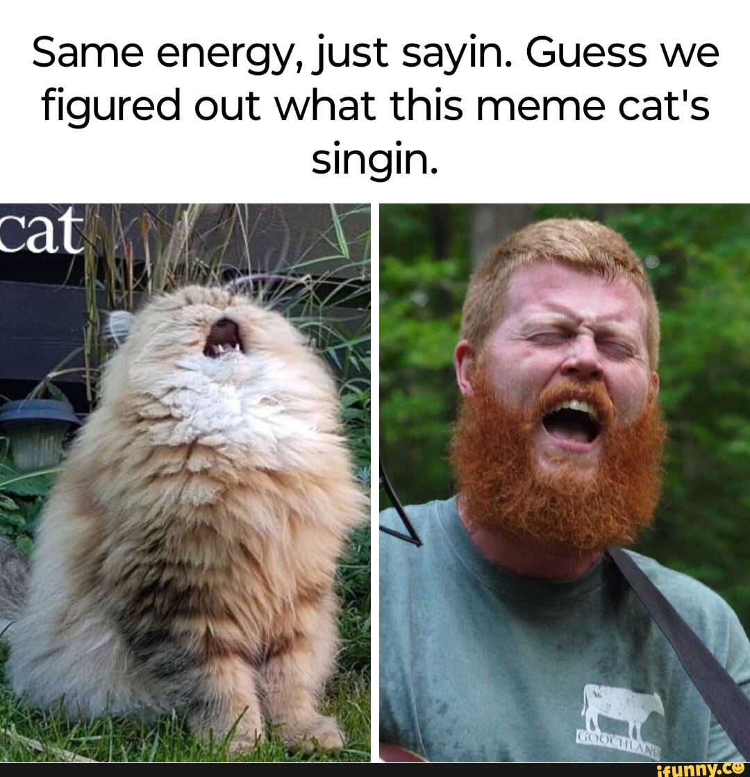 Same energy, just sayin. Guess we figured out what this meme cat's ...