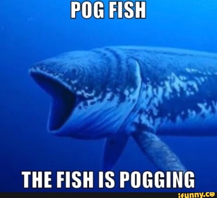 POG FISH THE FISH IS POGGING - iFunny