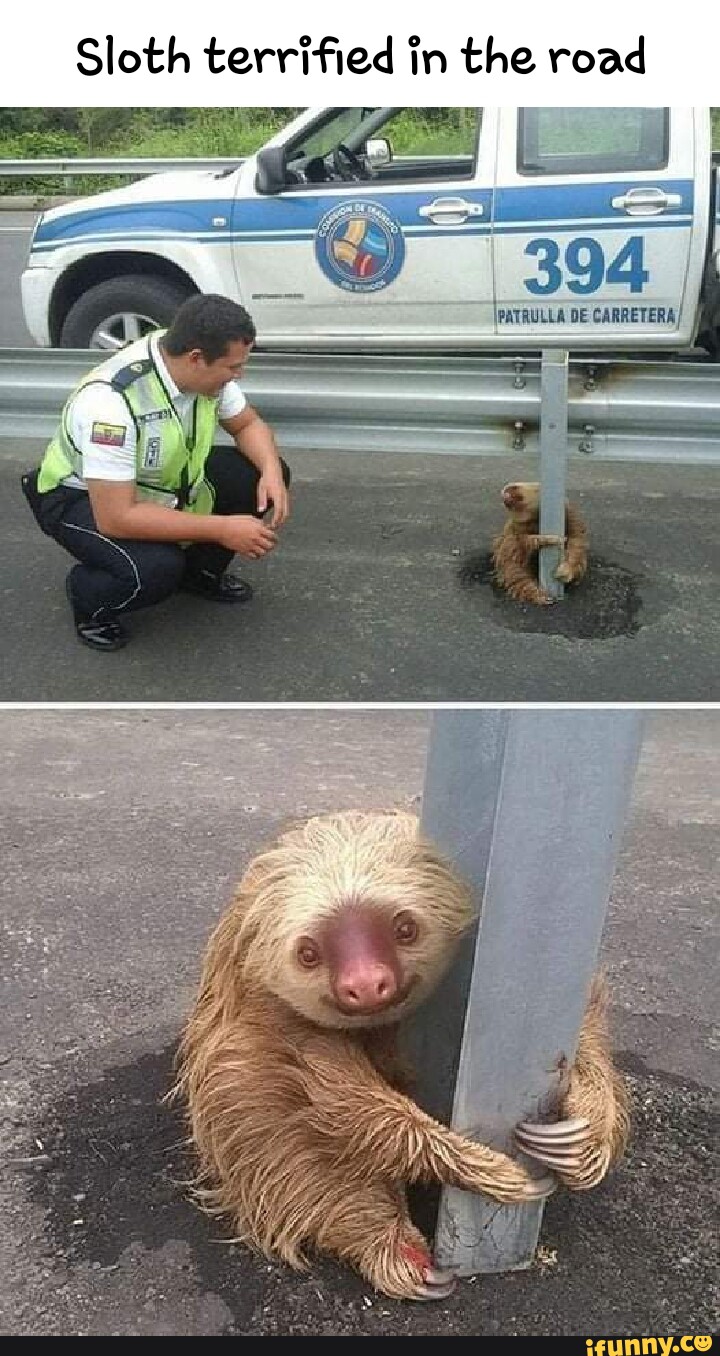 Sloth terrified in the road DE I - iFunny
