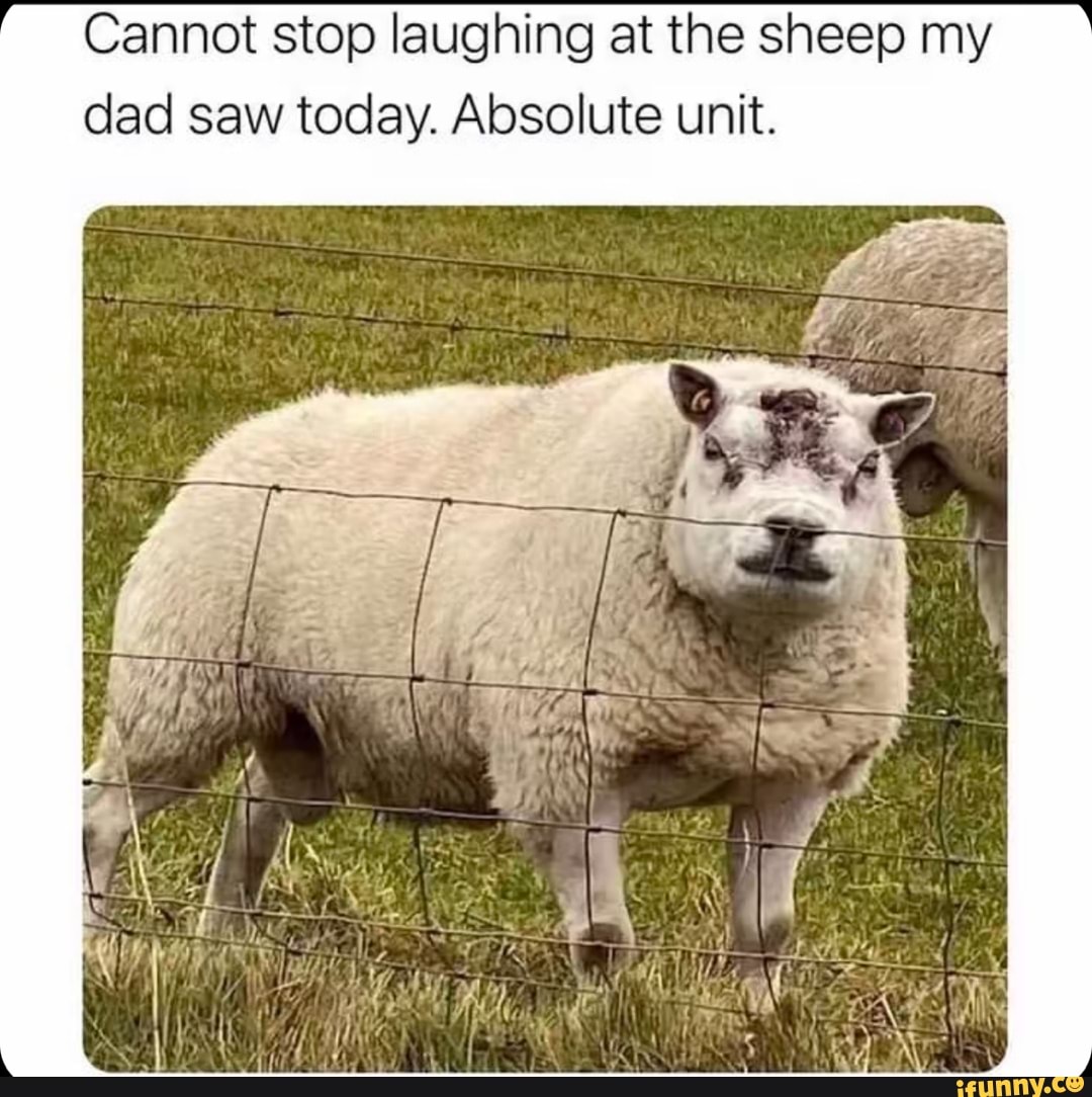 Cannot stop laughing at the sheep my dad saw today. Absolute unit. - iFunny