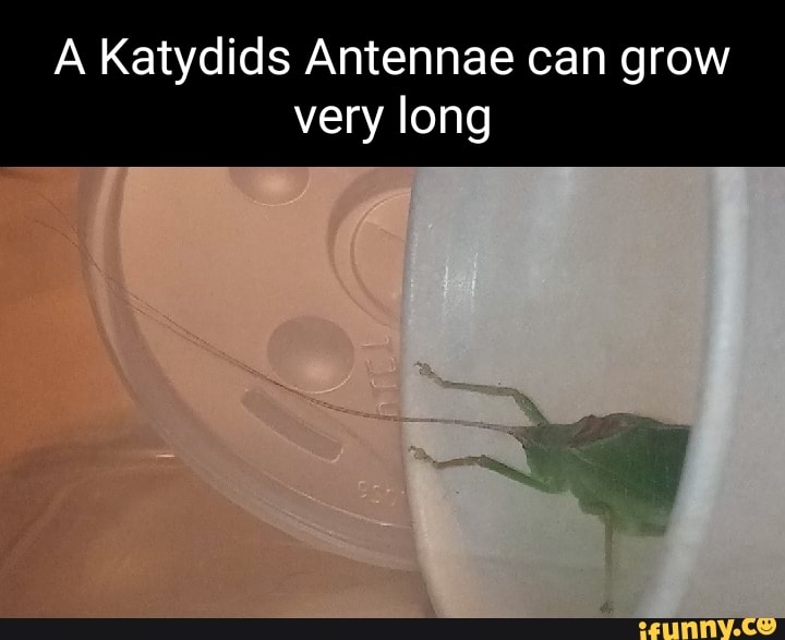 Katydids memes. Best Collection of funny Katydids pictures on iFunny