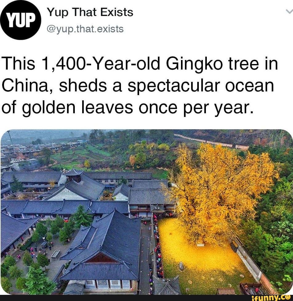 Sheds memes. Best Collection of funny Sheds pictures on iFunny