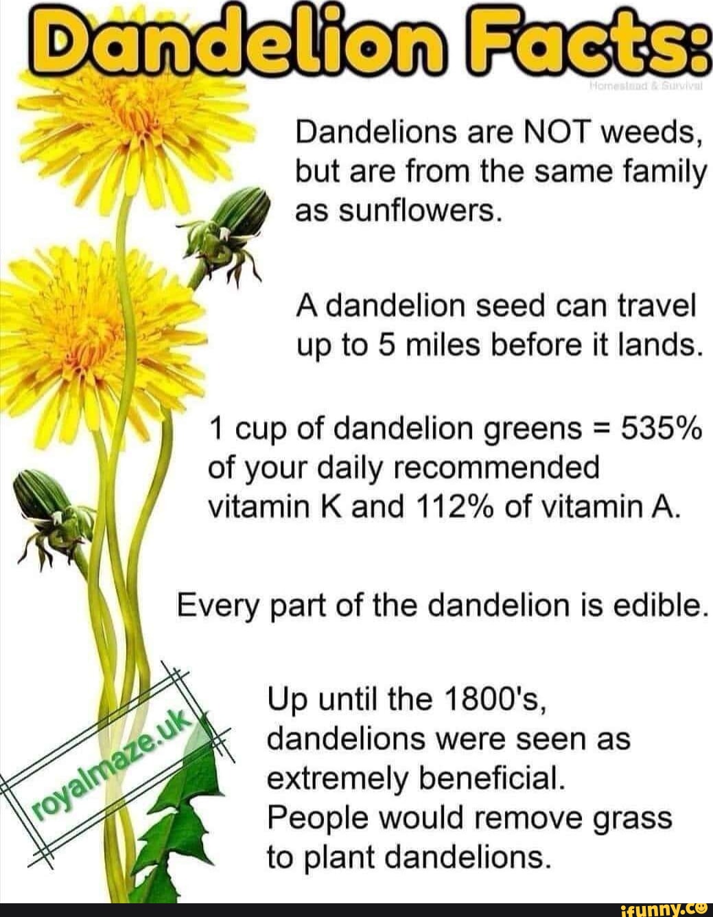 DandelioniRacts: Dandelions are NOT weeds, but are from the same family ...