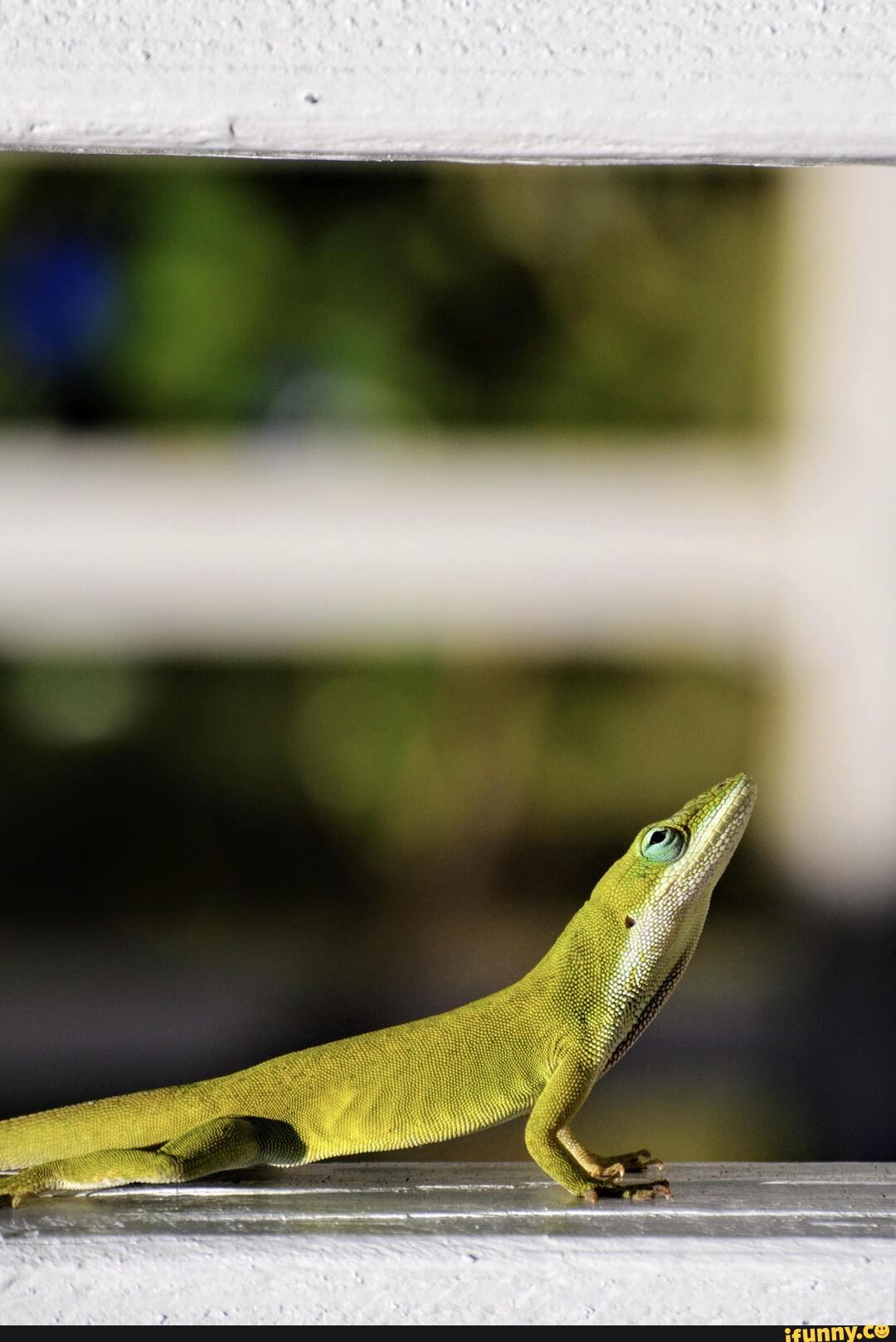 Salutation memes. Best Collection of funny Salutation pictures on iFunny