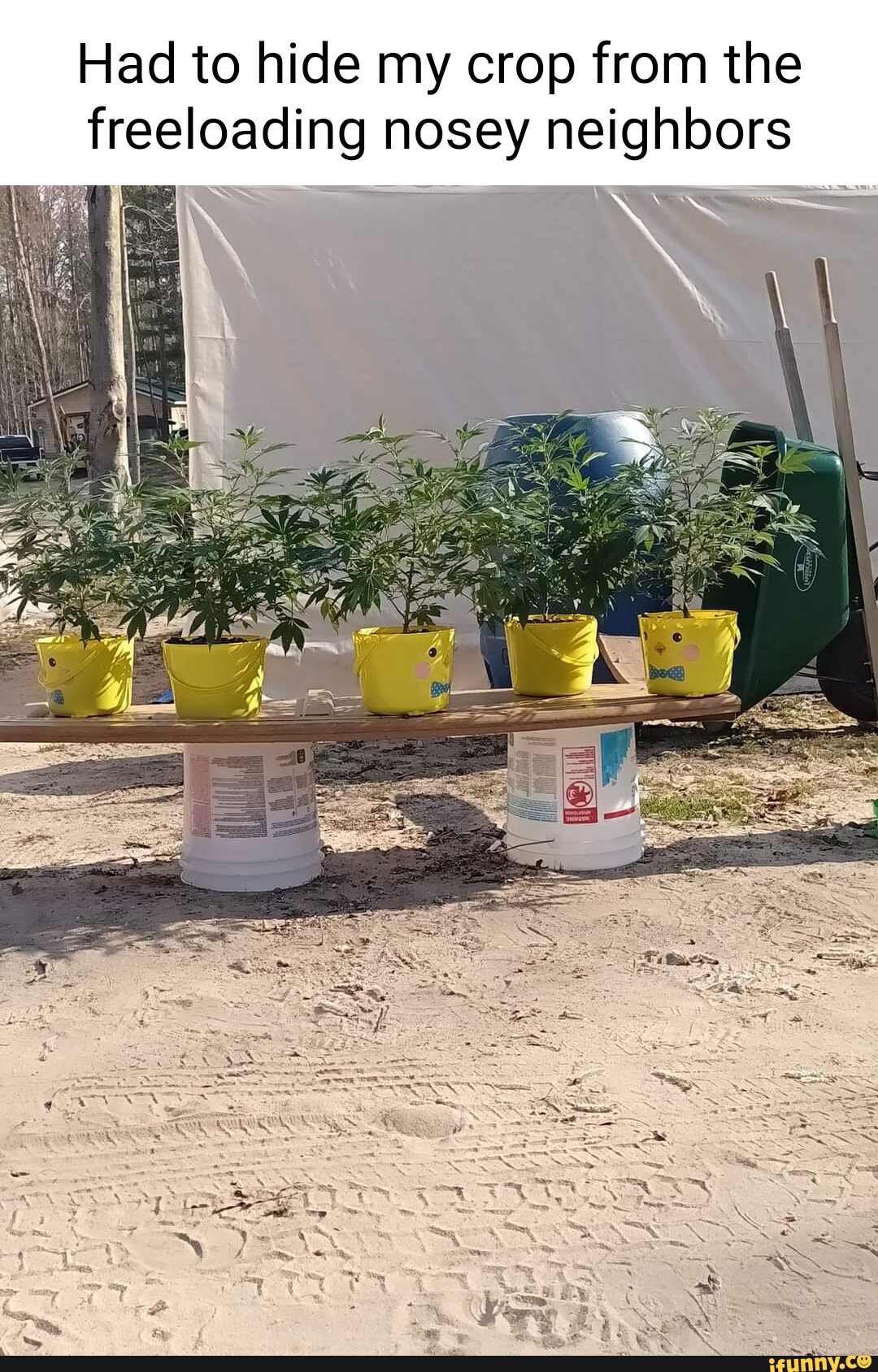 Freeloading memes. Best Collection of funny Freeloading pictures on iFunny