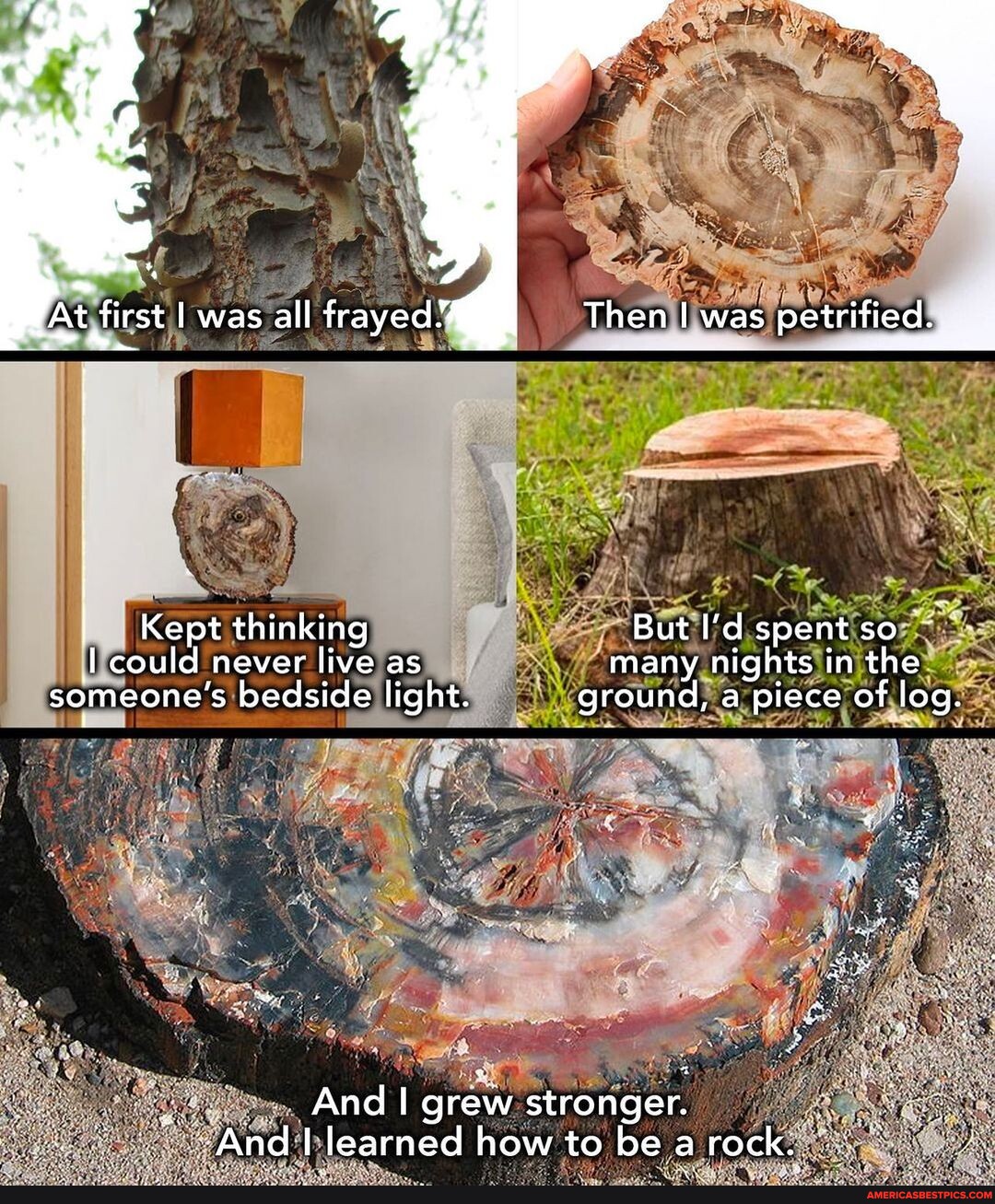 🌳 Happy Fossil Friday! Meme by @startartwithanf - - ' Y; 'At first was ...