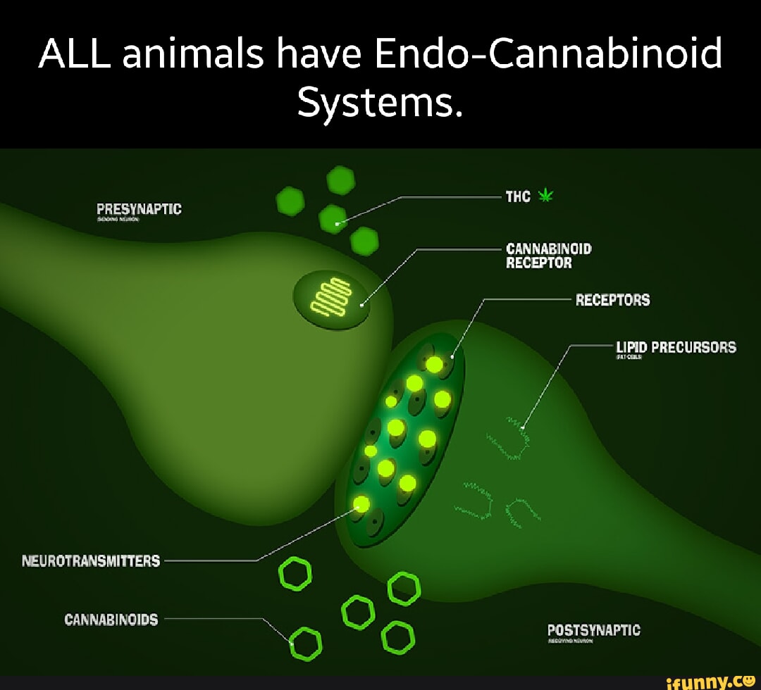 Lipid Memes