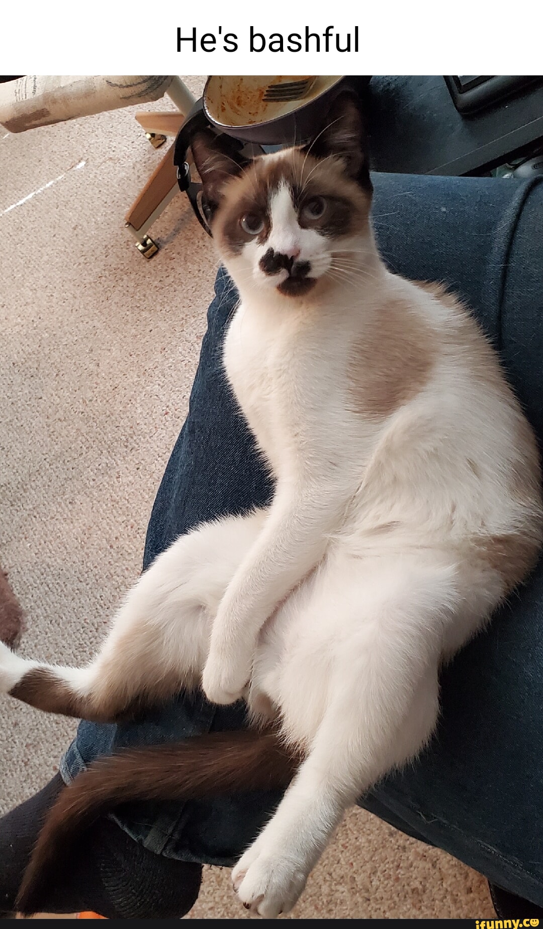 Bashful memes. Best Collection of funny Bashful pictures on iFunny