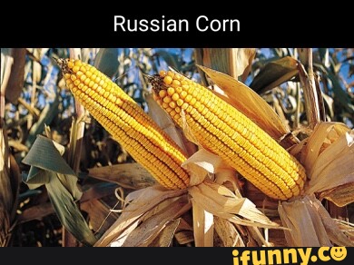 Russian Corn - iFunny