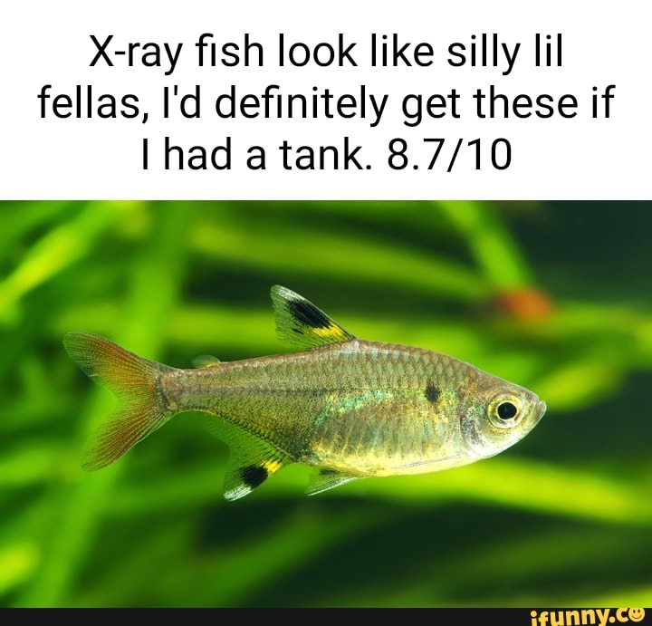 Ray fish look like silly lil fellas, I'd definitely get these if I had ...