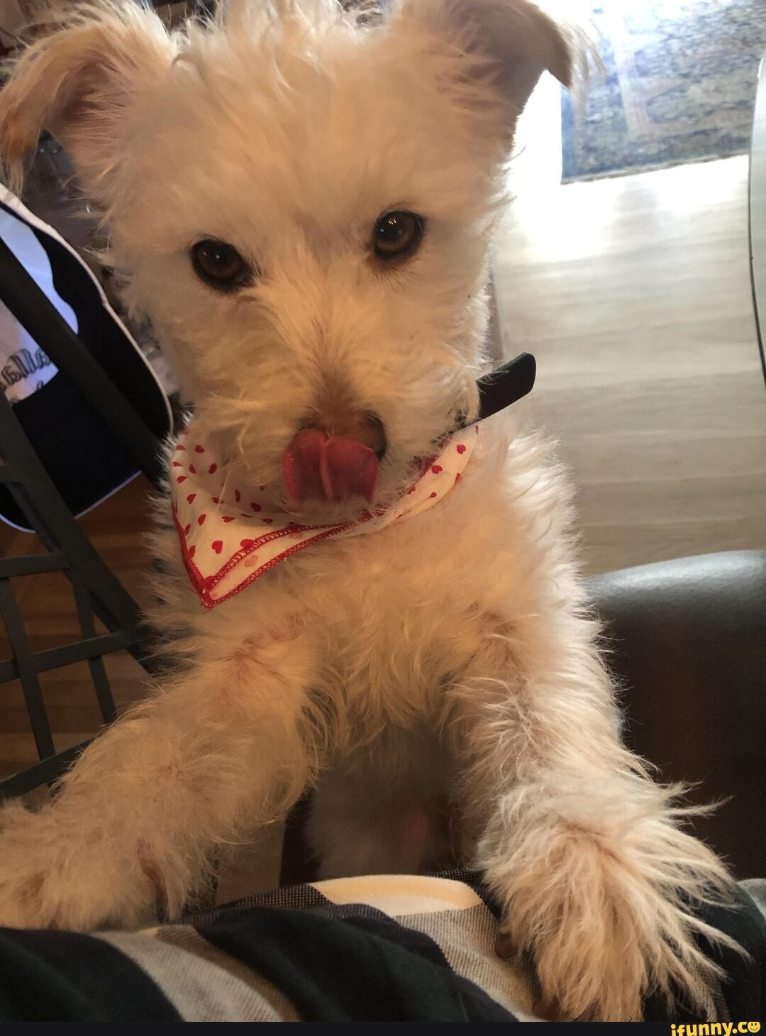 Pweez memes. Best Collection of funny Pweez pictures on iFunny