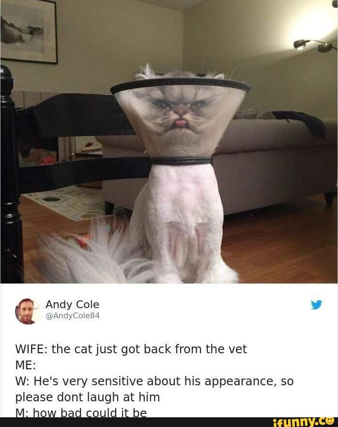 Andy Cole WIFE: the cat just got back from the vet ME: W: He's very ...