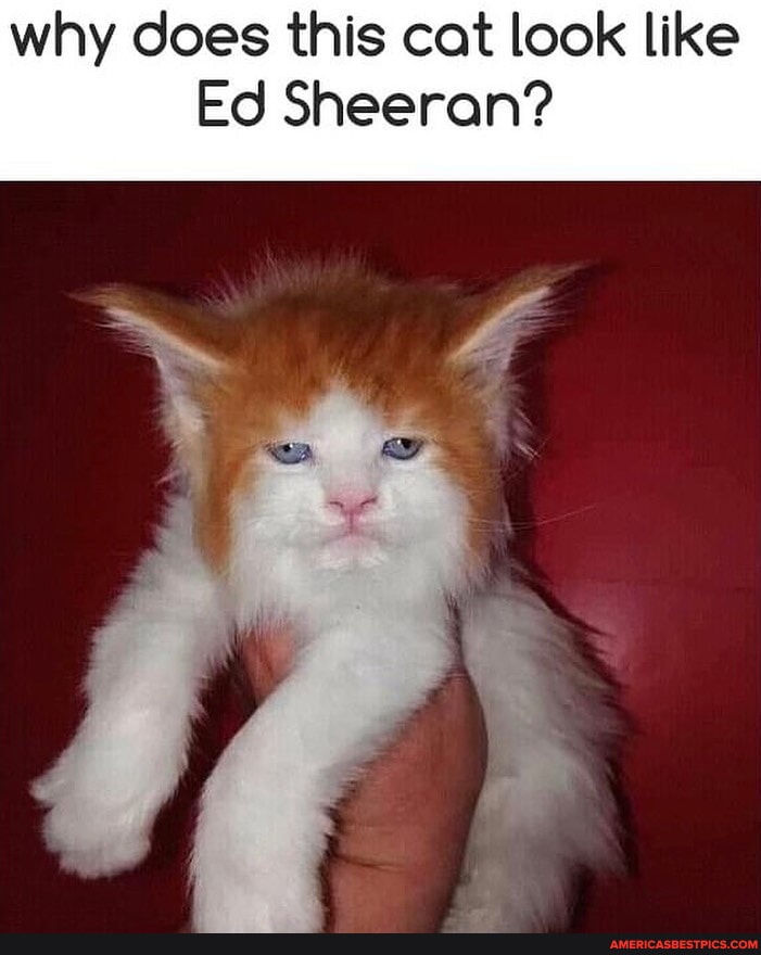 Catmemes catmemesdaily cat kitten instacat catmemesarethebest memecat ...