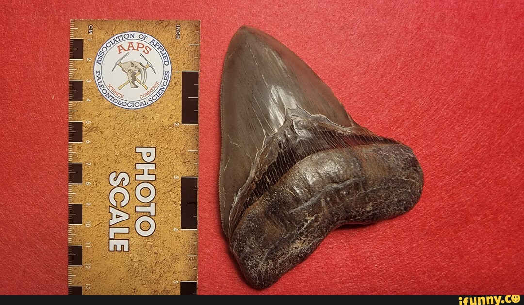 Megalodon memes. Best Collection of funny Megalodon pictures on iFunny