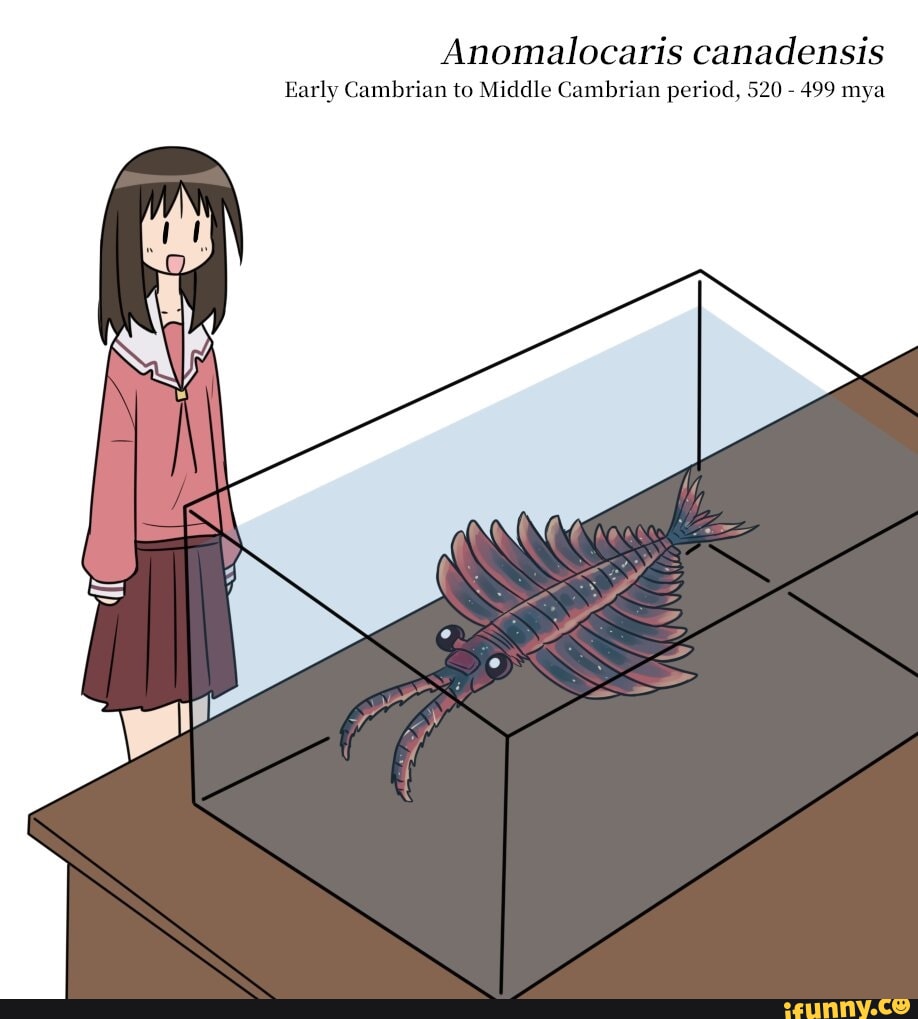 Anomalocaris canadensis Early Cambrian to Middle Cambrian period, 520 ...