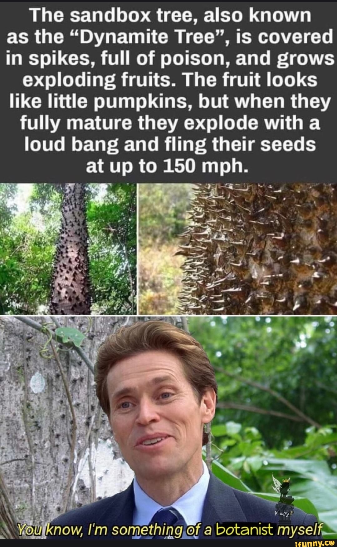 The sandbox tree, also known as the "Dynamite Tree", is covered in ...