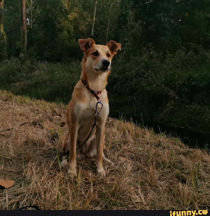 Plummer_terrier memes. Best Collection of funny Plummer_terrier ...