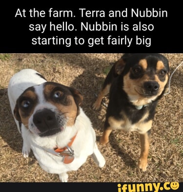 Nubbin memes. Best Collection of funny Nubbin pictures on iFunny