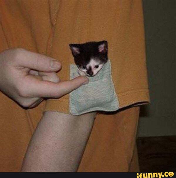 Munchkin_cat memes. Best Collection of funny Munchkin_cat pictures on ...