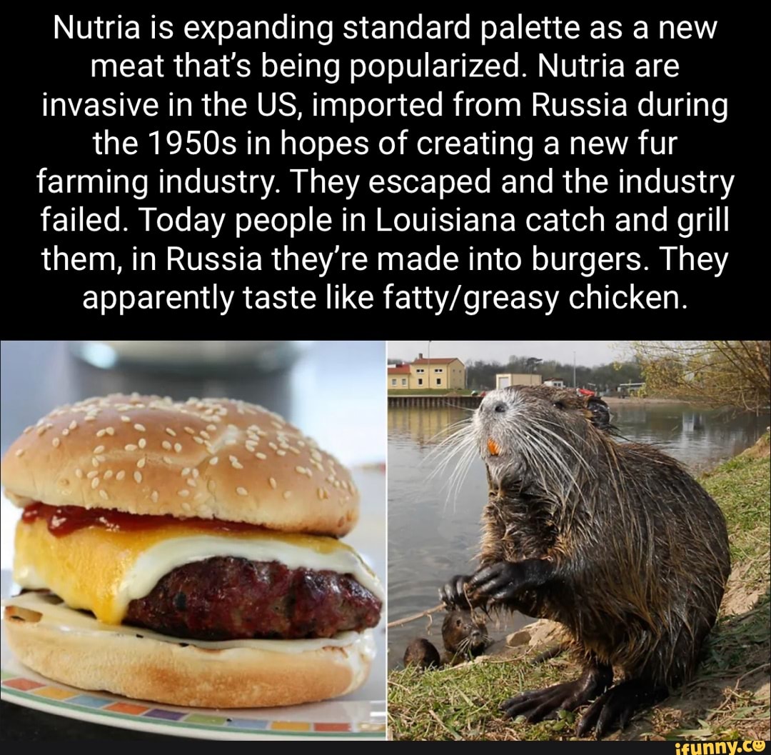 Nutria memes. Best Collection of funny Nutria pictures on iFunny Brazil