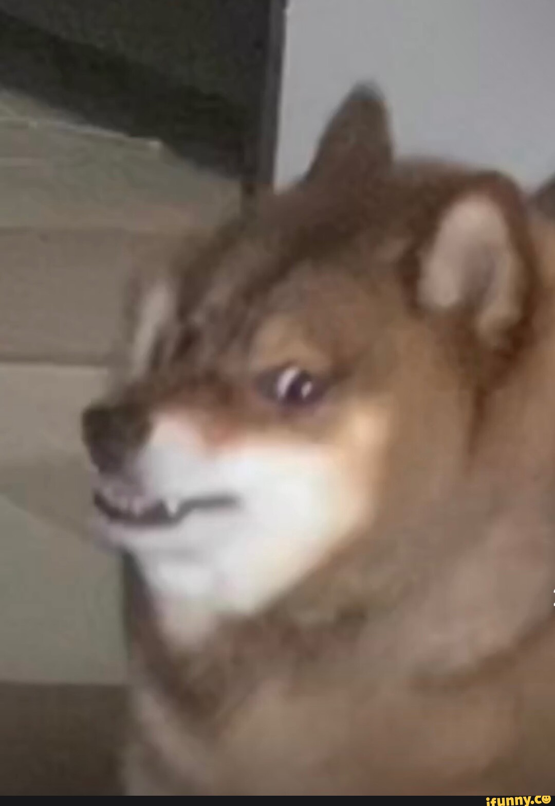 Shibe memes. Best Collection of funny Shibe pictures on iFunny