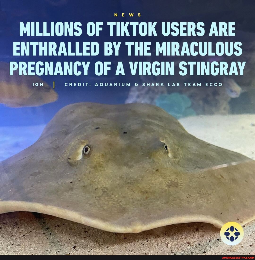 A stingray named Charlotte at The Aquarium and Shark Lab in North ...
