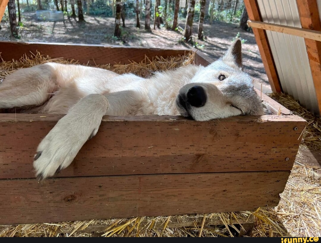 Wolfdog memes. Best Collection of funny Wolfdog pictures on iFunny