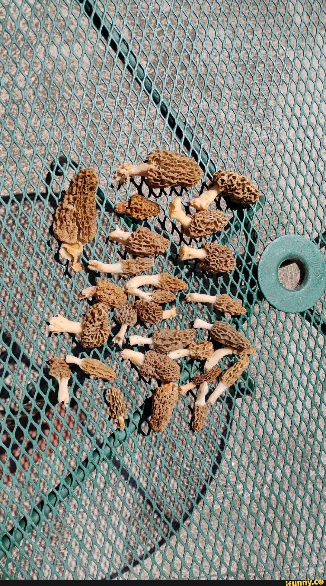 Morel memes. Best Collection of funny Morel pictures on iFunny