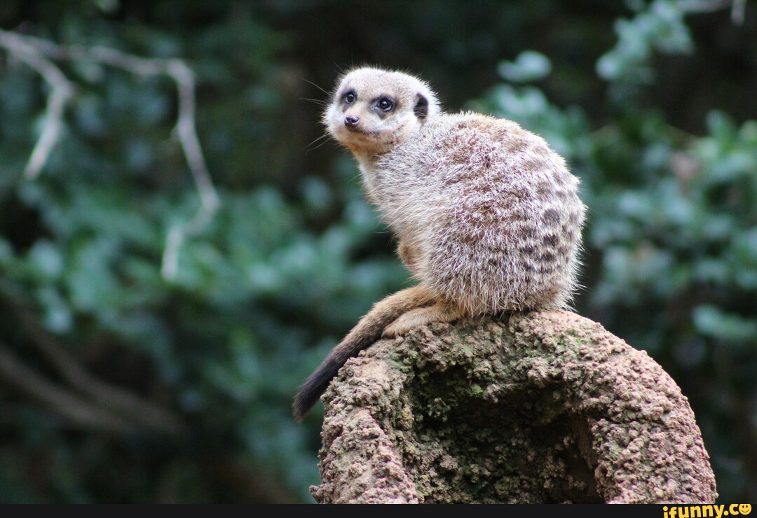 Meerkat memes. Best Collection of funny Meerkat pictures on iFunny