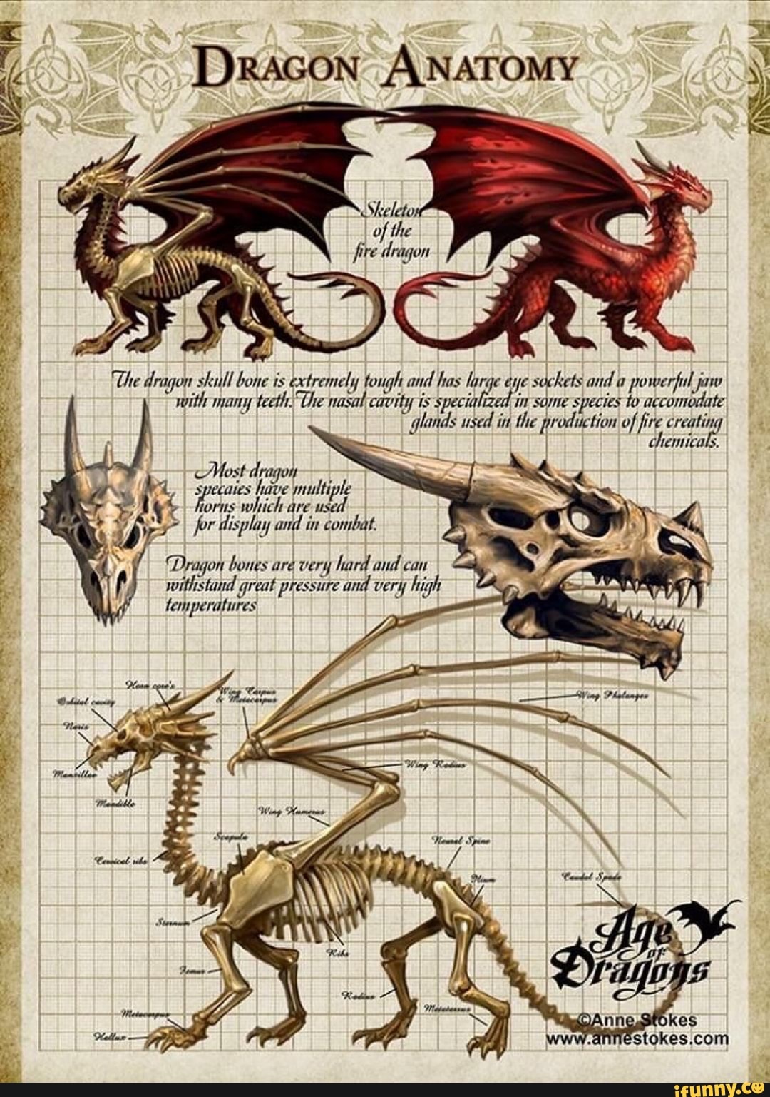 L bi Lg == no DRAGON ANATOMY ANS Skeleto; of the five dragon The dragon ...