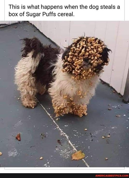 This is what happens when the dog steals a box of Sugar Puffs cereal ...