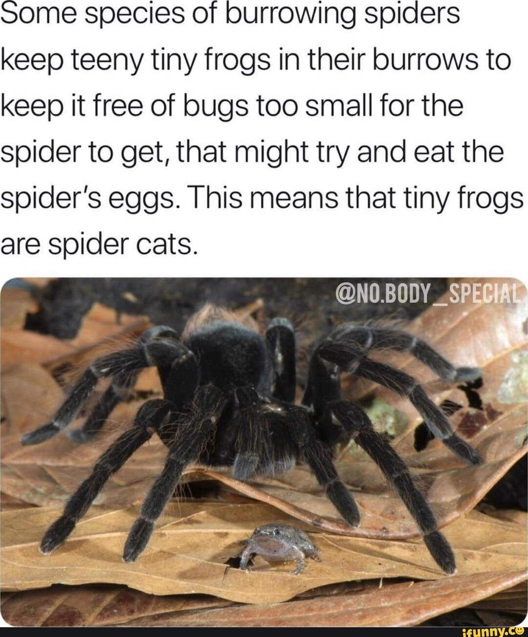 SOME species of burrowing spiders keep teeny tiny frogs in their ...
