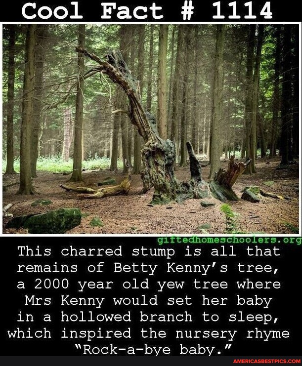 Cool Fact 1114 'edhomeschooler org This charred stump is all that ...