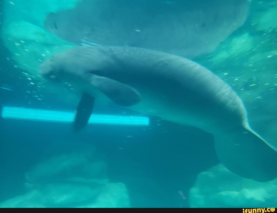 Sea_cow memes. Best Collection of funny Sea_cow pictures on iFunny