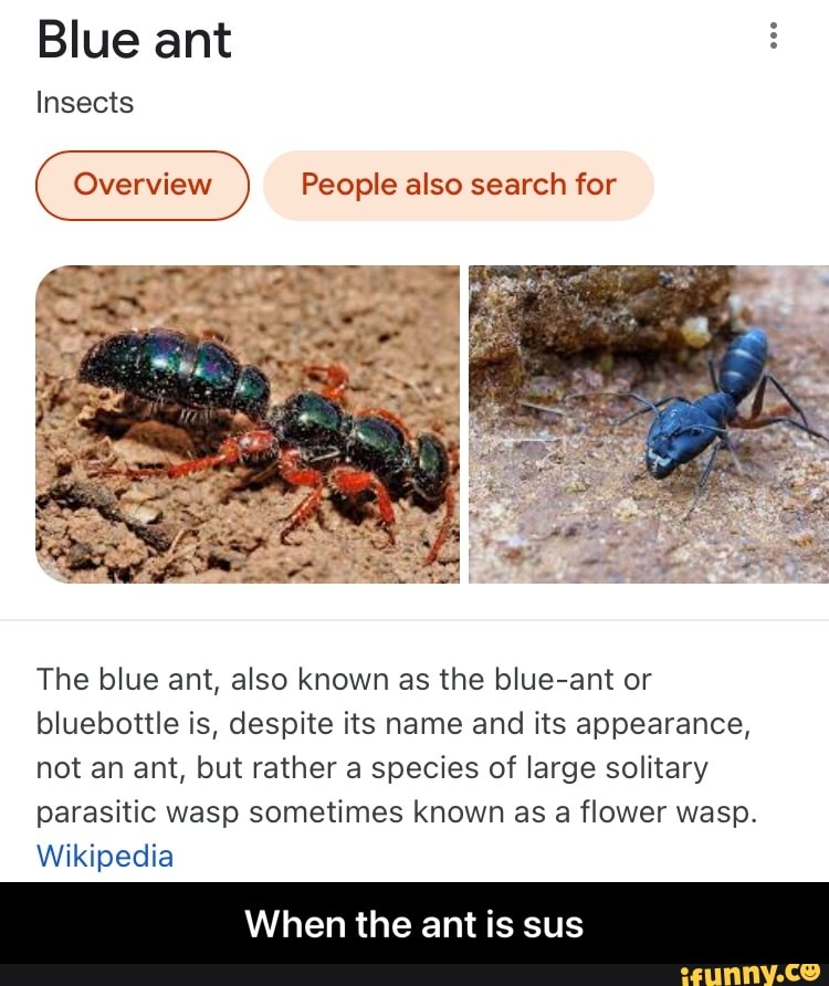 Bluebottle memes. Best Collection of funny Bluebottle pictures on iFunny