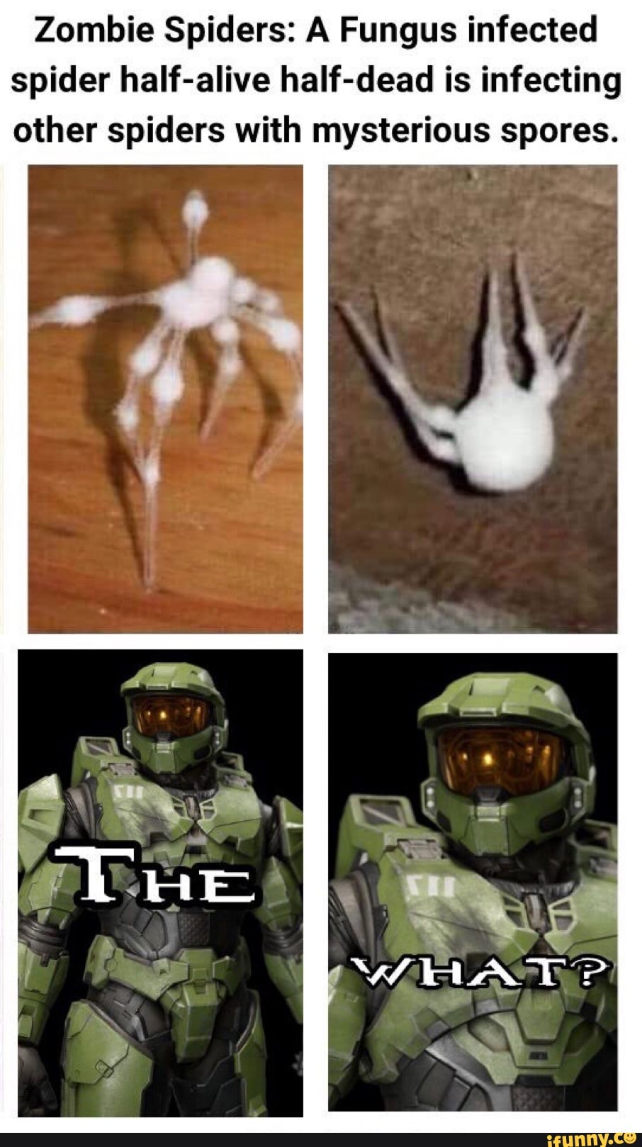 Zombie Spiders: A Fungus infected spider half-alive half-dead is ...