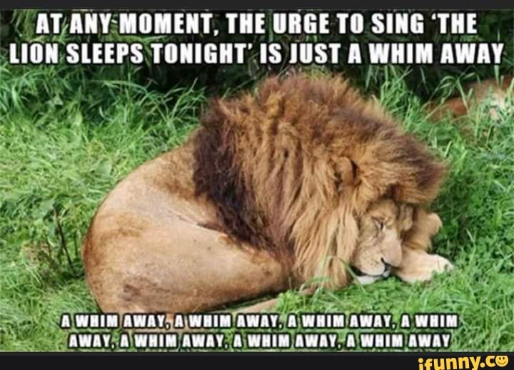 Funny Lion Memes