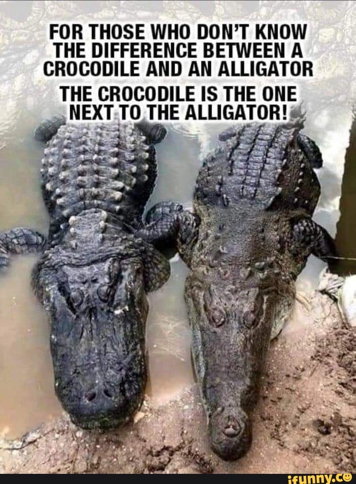 FOR THOSE WHO DON'T KNOW THE DIFFERENCE BETWEEN A CROCODILE AND AN ...