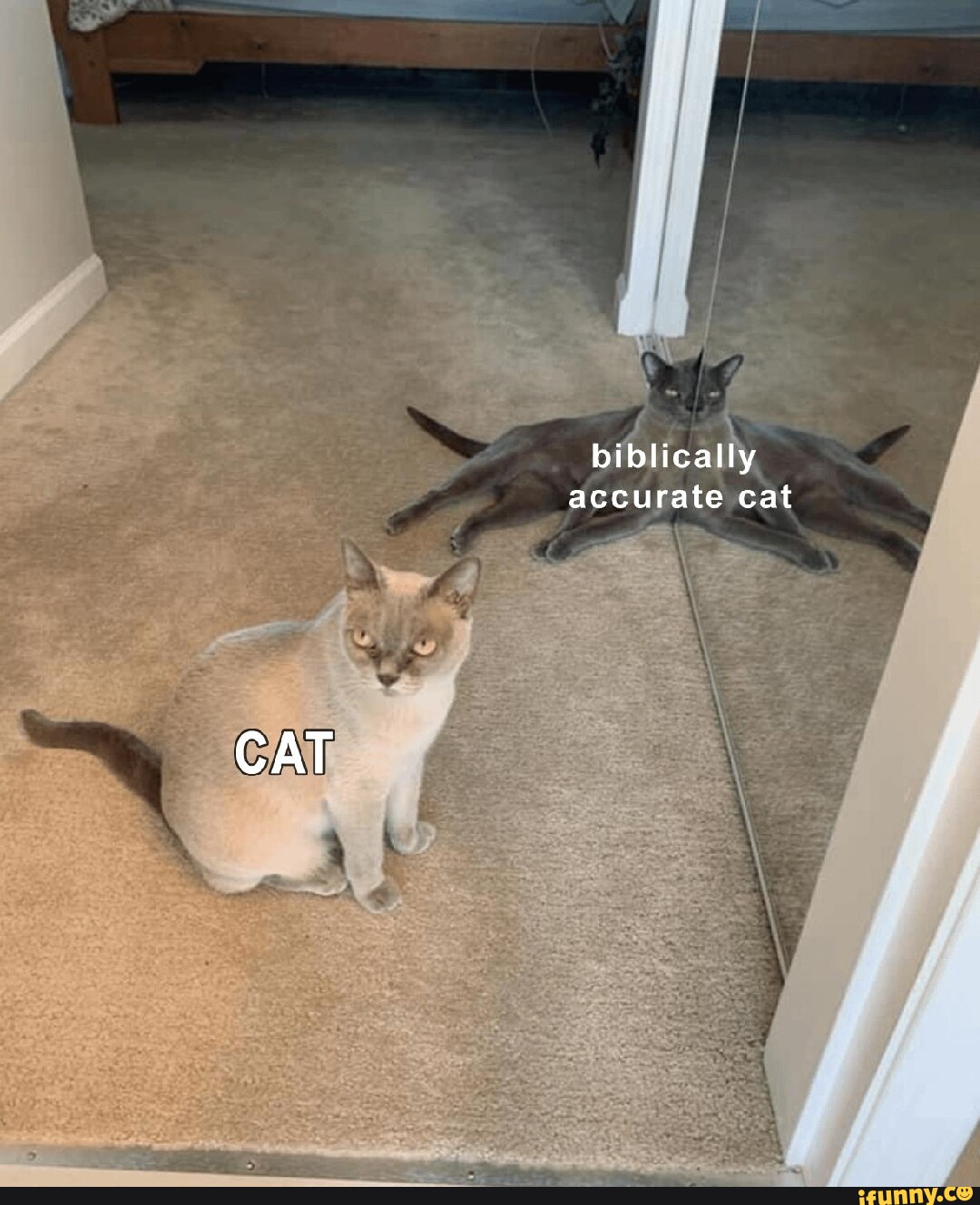 Biblically accurate cat CAT - iFunny