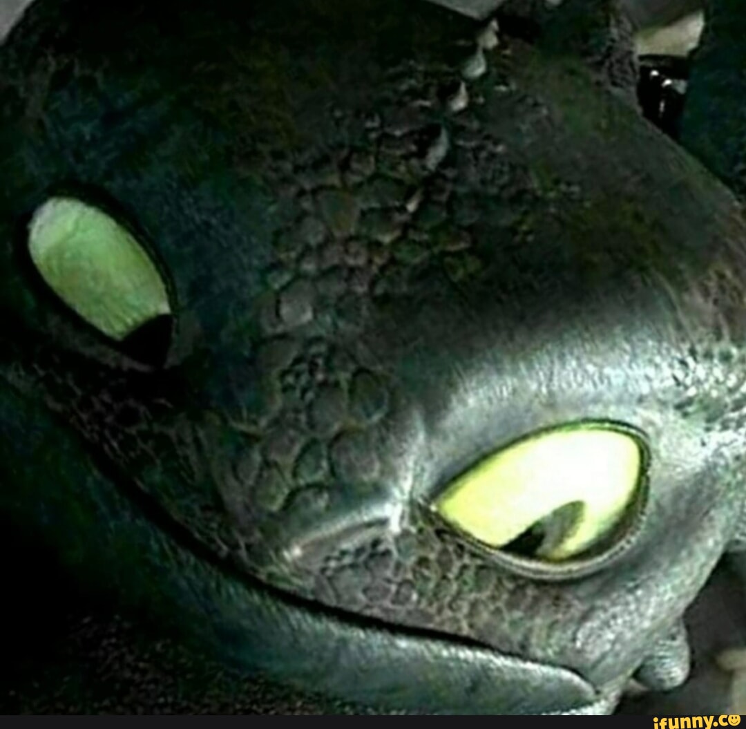 Toothless memes. Best Collection of funny Toothless pictures on iFunny