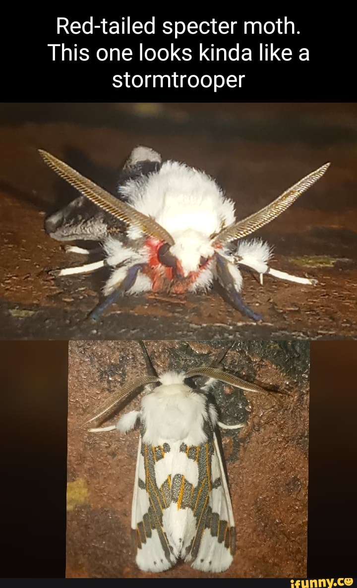 Red-tailed specter moth. This one looks kinda like a stormtrooper - iFunny