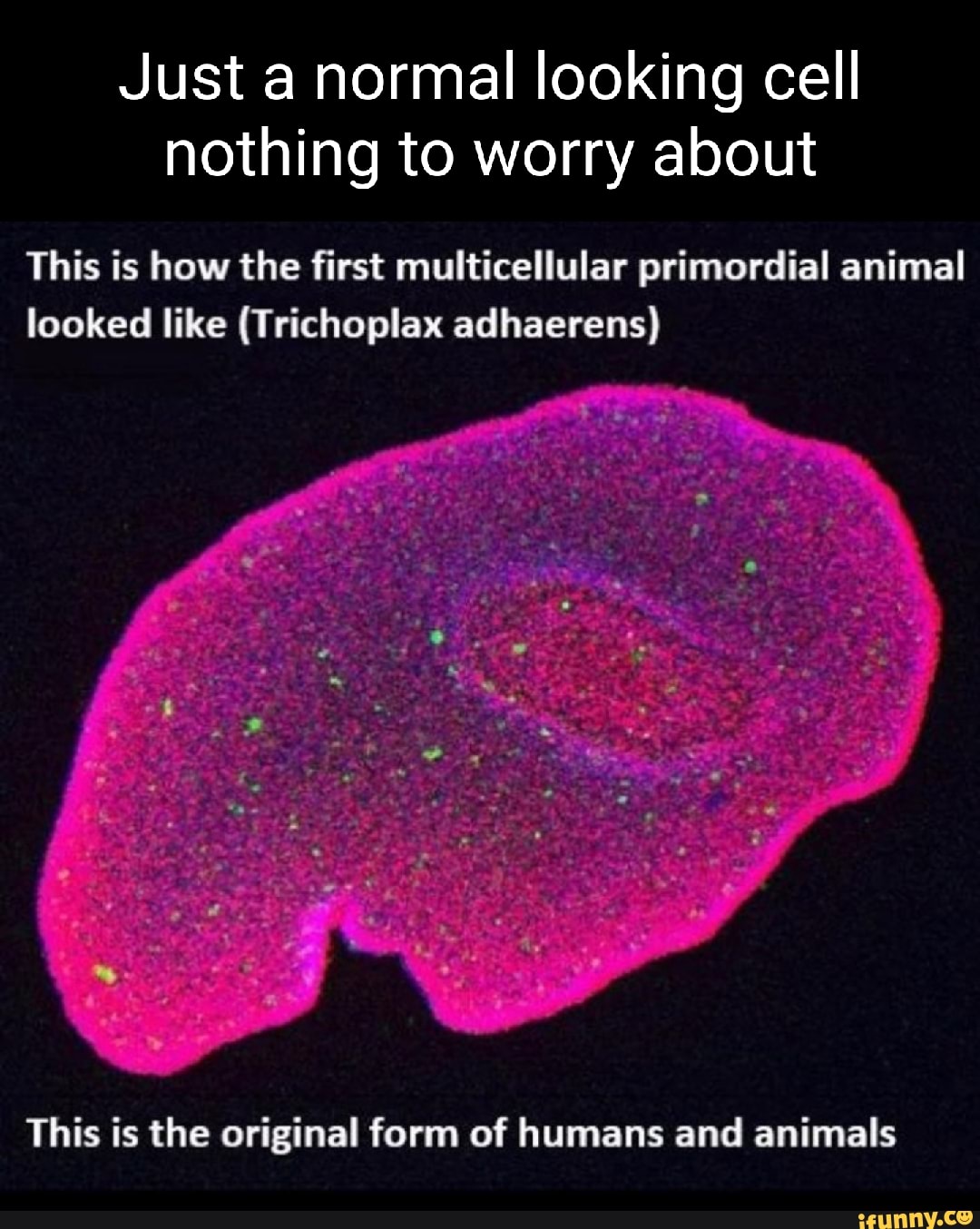 Just a normal looking cell nothing to worry about This is how the first ...