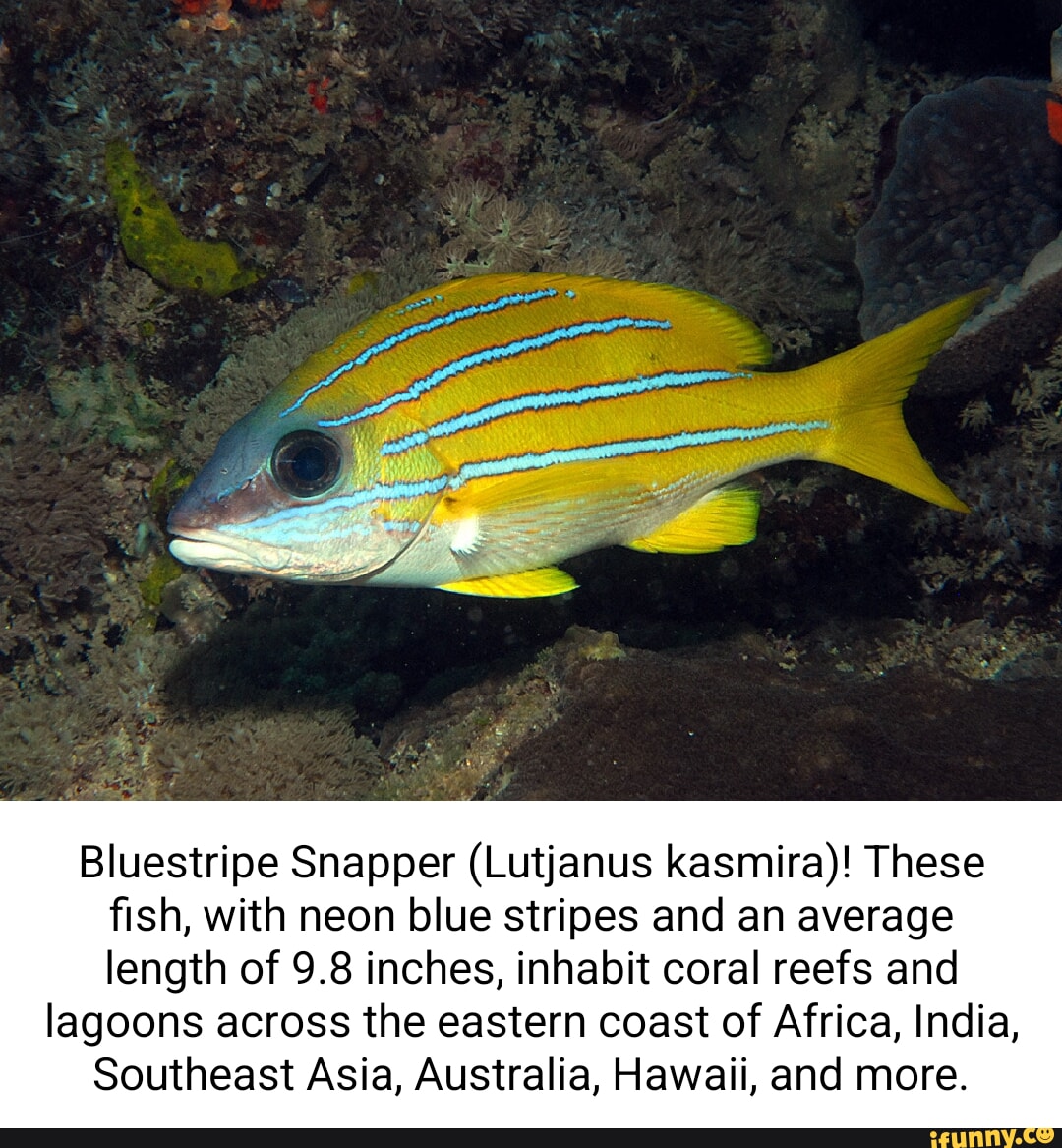 Snapper memes. Best Collection of funny Snapper pictures on iFunny